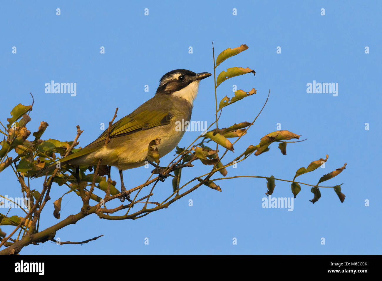 Chinese Buulbuul; Chinese Bulbul Stock Photo - Alamy
