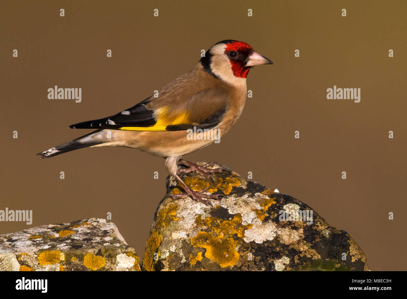 Putter; Eurasian Goldfinch Stock Photo - Alamy