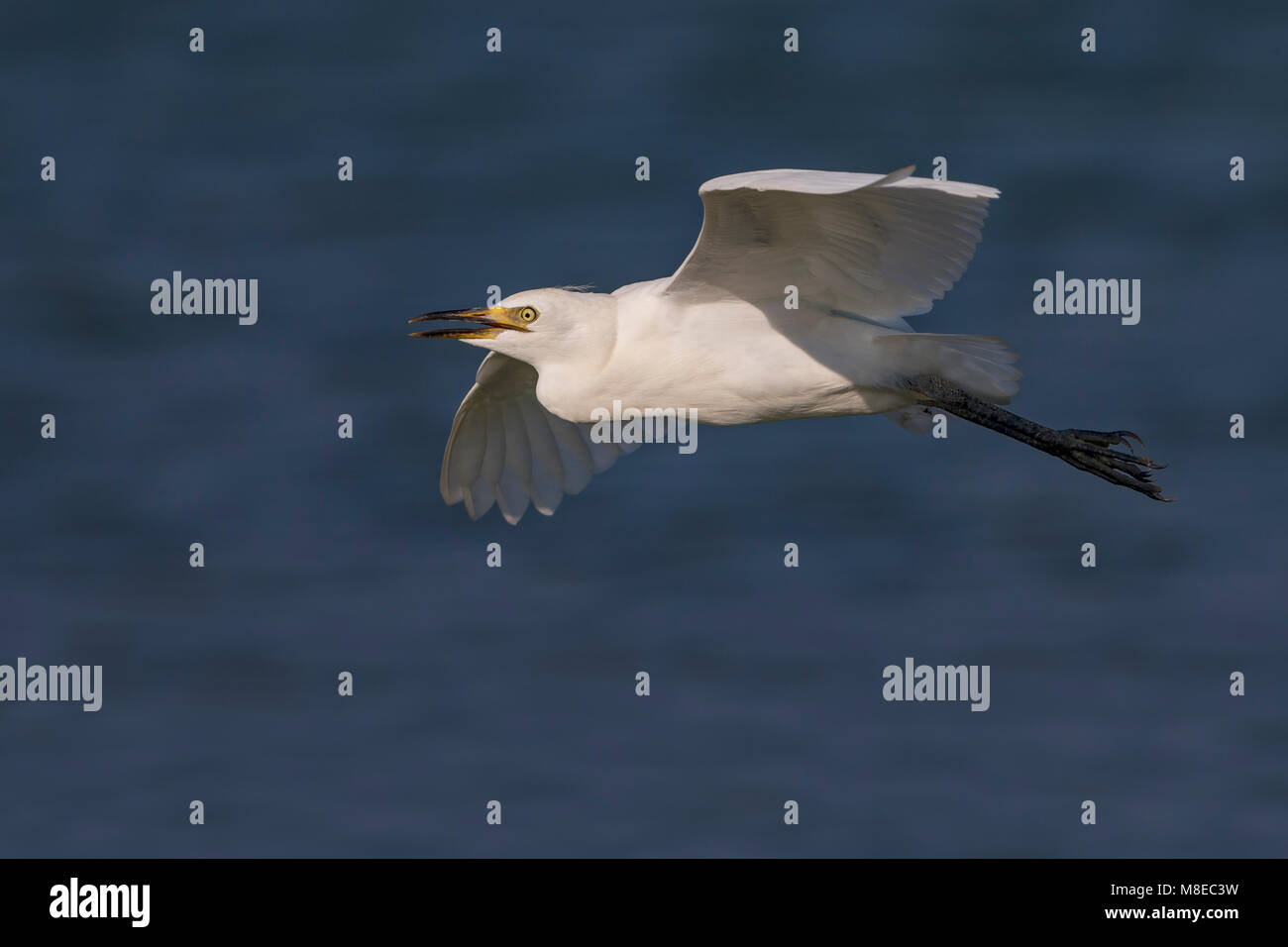 Koereiger, Cattle Egret Stock Photo - Alamy