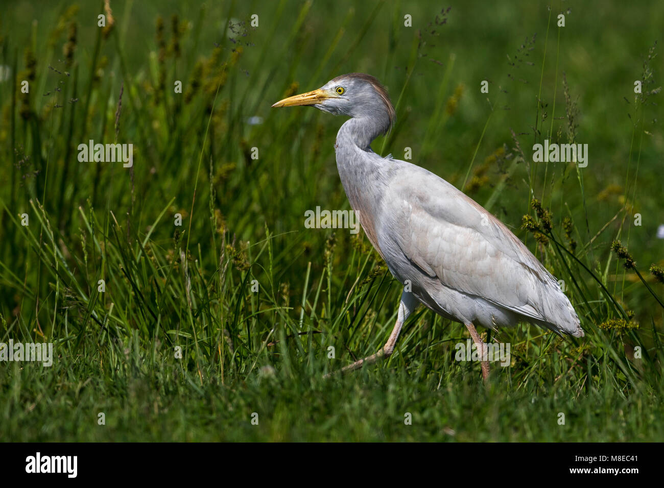 Koereiger; Cattle Egret Stock Photo - Alamy