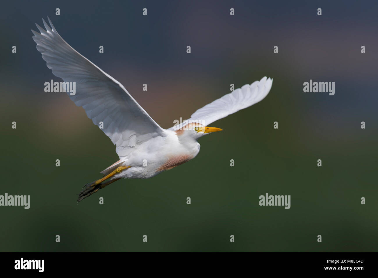 Koereiger, Cattle Egret Stock Photo - Alamy