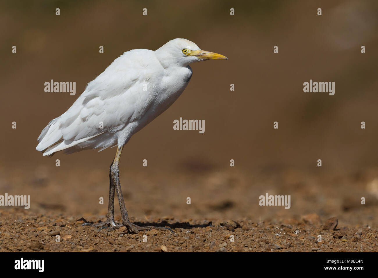 Koereiger; Cattle Egret Stock Photo - Alamy