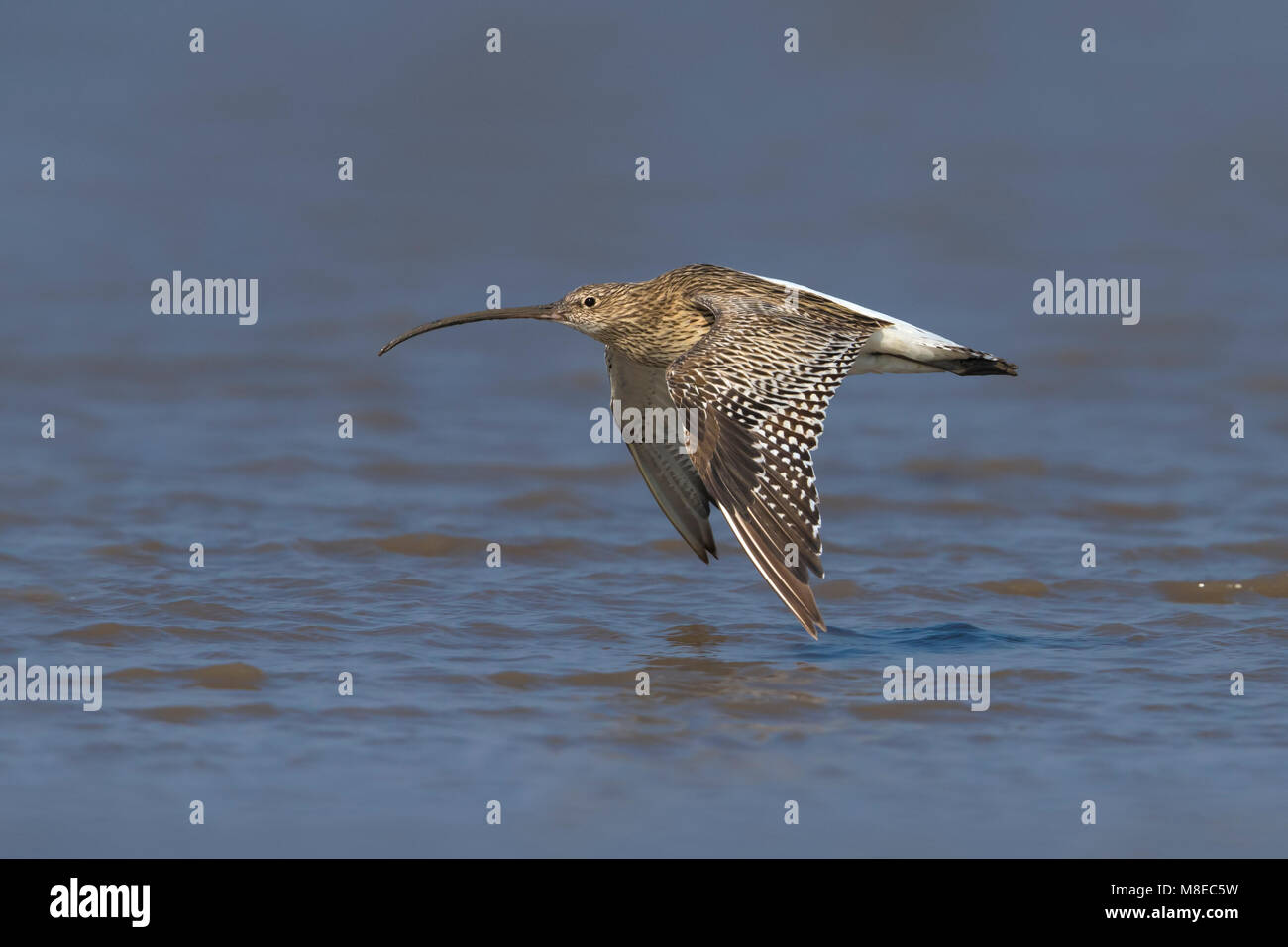 Curlew in flight hi-res stock photography and images - Alamy