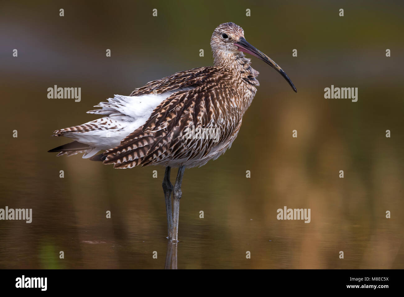 Wulp; Eurasian Curlew Stock Photo - Alamy