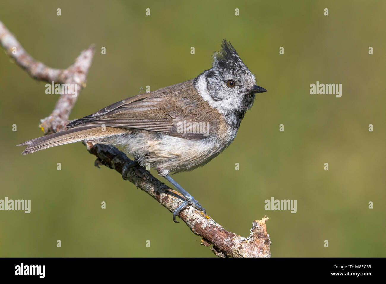 Volwassen Kuifmees; Adult Crested Tit Stock Photo - Alamy