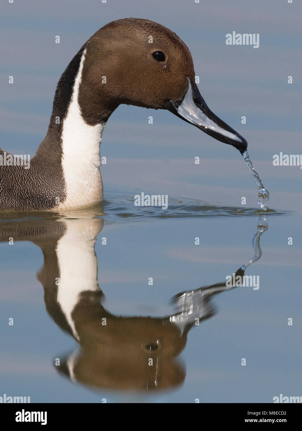 Mannetje Pijlstaart; Male Northern Pintail Stock Photo - Alamy