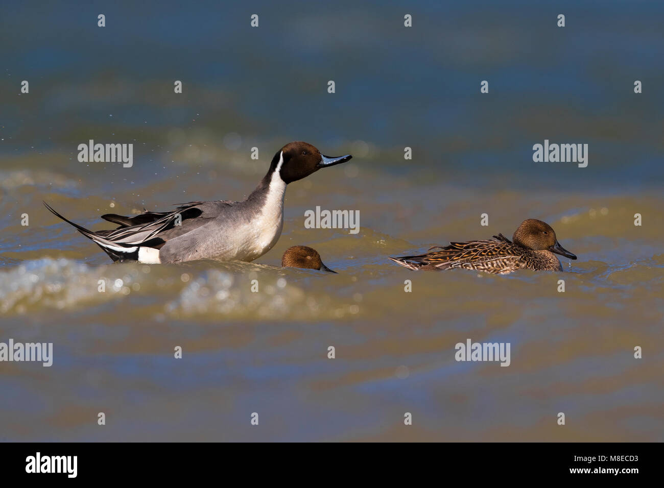 Mannetje Pijlstaart; Male Northern Pintail Stock Photo - Alamy