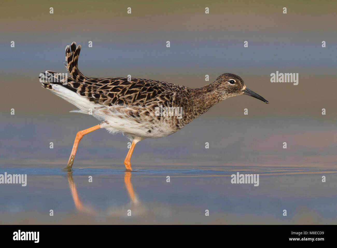 Ruff hi-res stock photography and images - Alamy