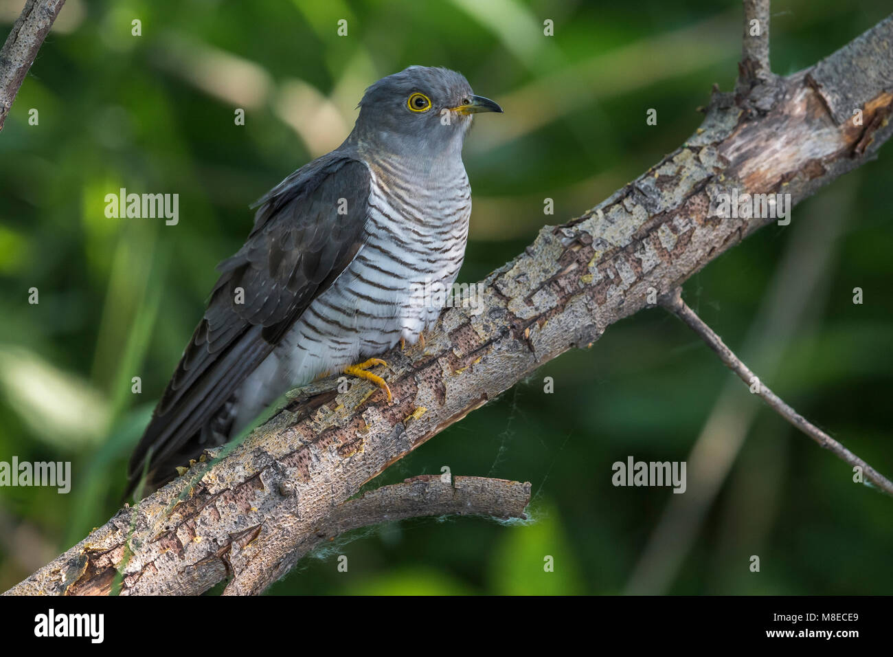Koekoek; Common Cuckoo; Cuculus canorus Stock Photo - Alamy
