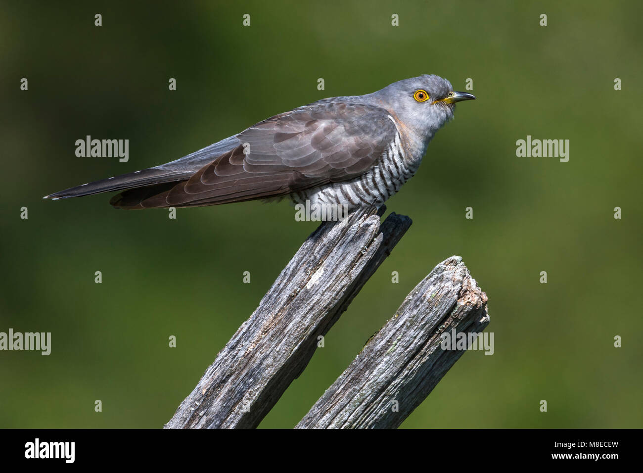 Koekoek; Common Cuckoo; Cuculus canorus Stock Photo - Alamy
