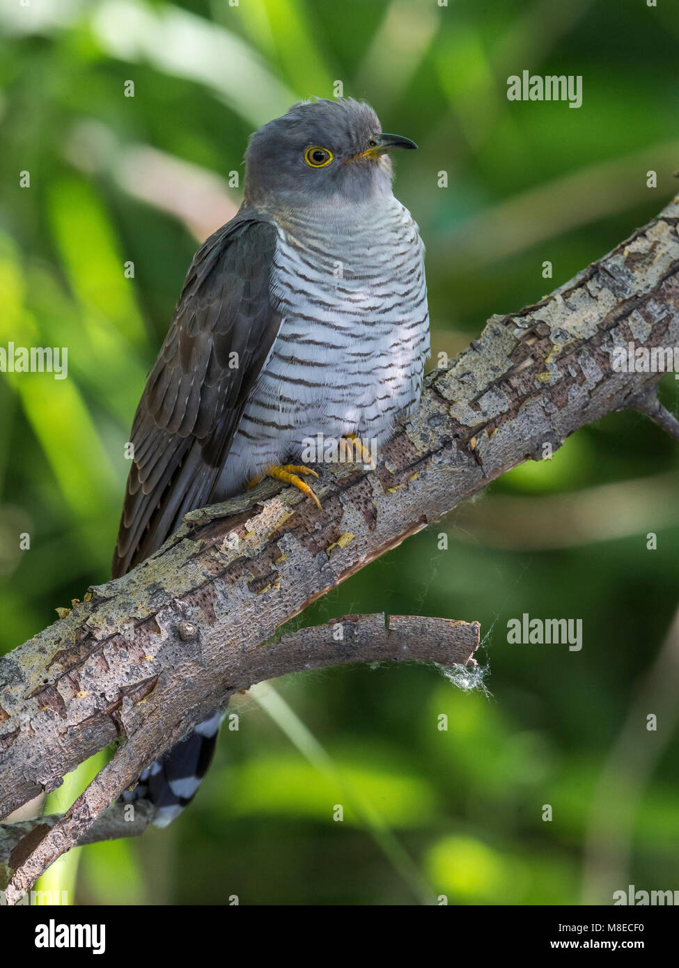 Koekoek; Common Cuckoo; Cuculus canorus Stock Photo - Alamy