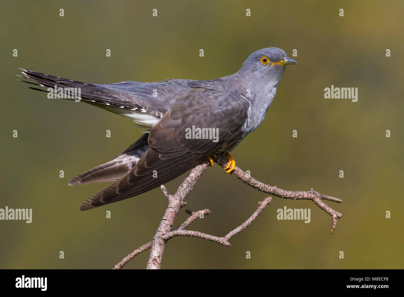 Koekoek; Common Cuckoo; Cuculus canorus Stock Photo - Alamy