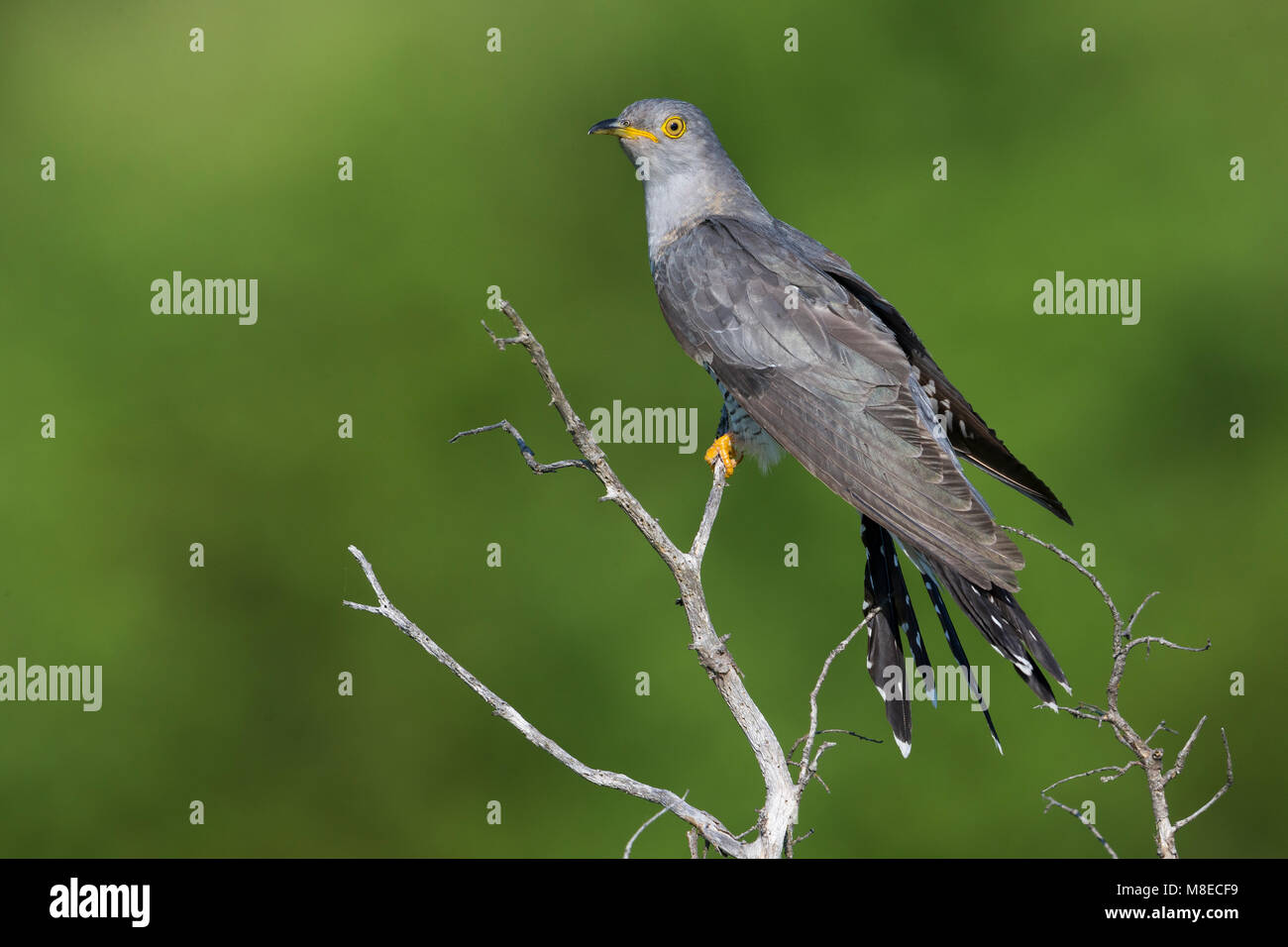 Koekoek; Common Cuckoo; Cuculus canorus Stock Photo - Alamy