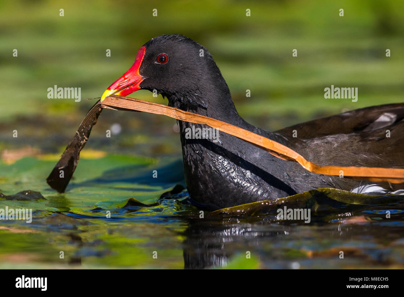 Waterhoen met nestmateriaal; Common Moorhen with nestingmaterial Stock ...