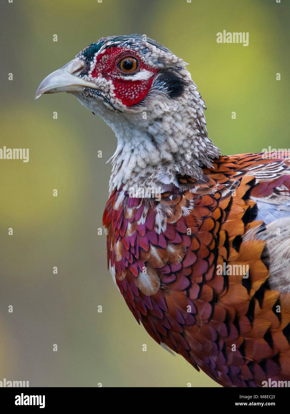 Phasianus colchicus male bird hi-res stock photography and images - Alamy