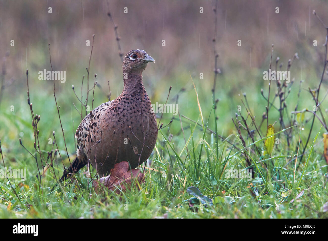 Common pheasant female hi-res stock photography and images - Alamy