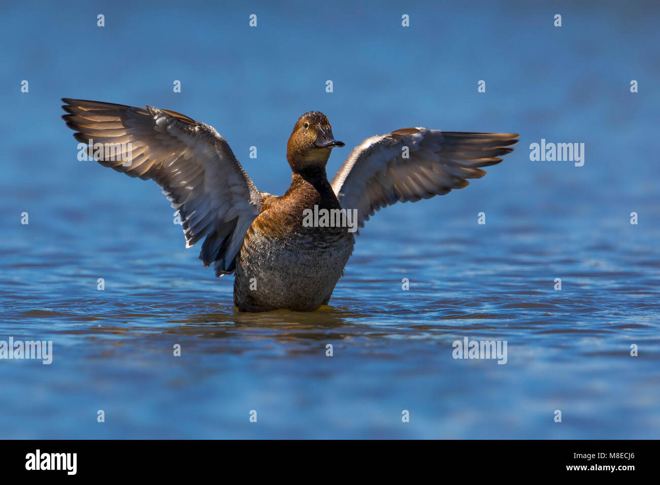 Tafeleend vrouw vleugels strekkend; Common Pochard wings streching ...