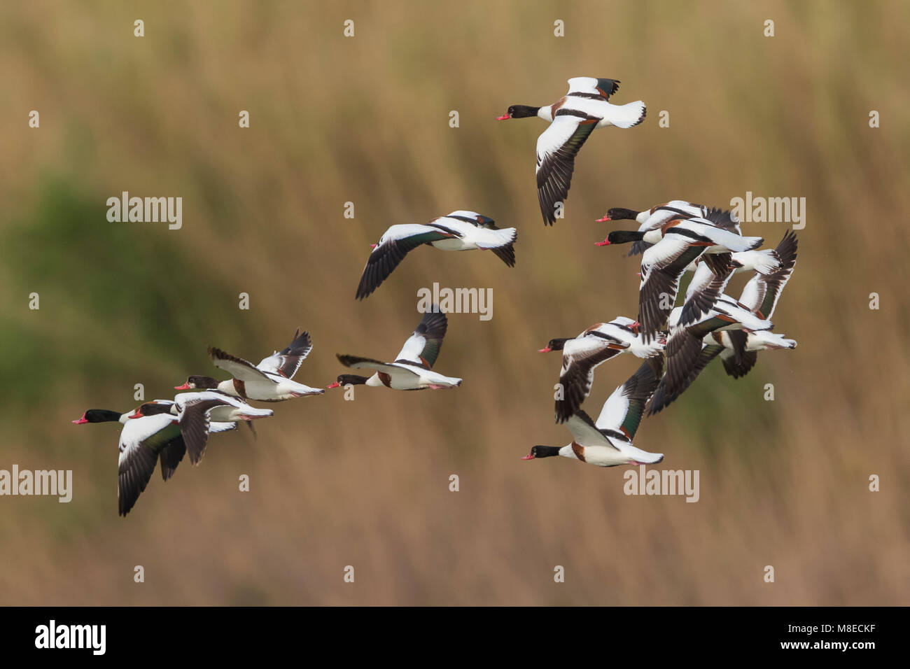 Common shelduck in flight hi-res stock photography and images - Alamy