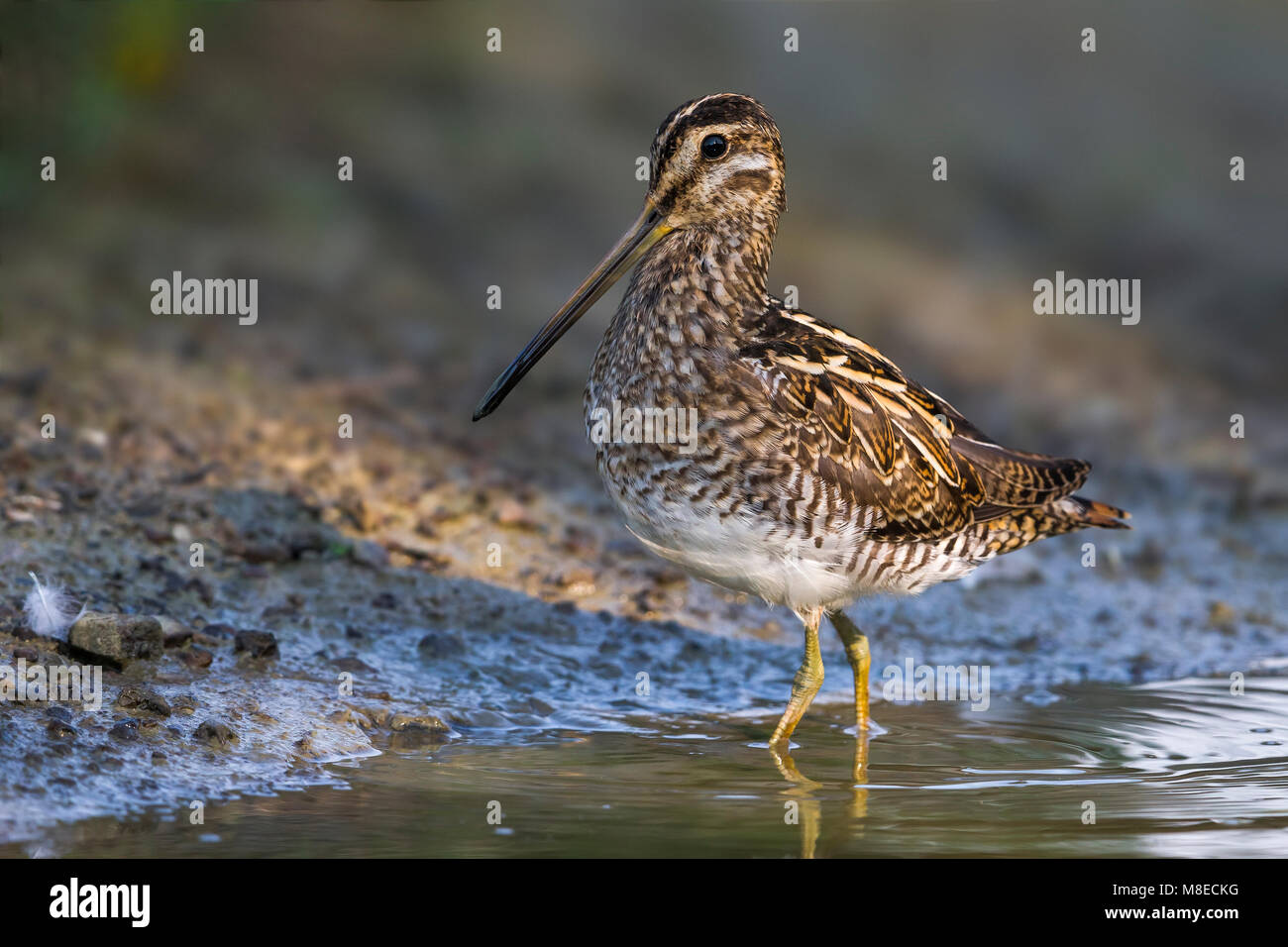 Watersnip staand in water; Common Snipe perched in water Stock Photo ...