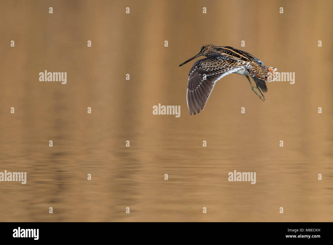 Watersnip in vlucht, Common Snipe in flight Stock Photo - Alamy