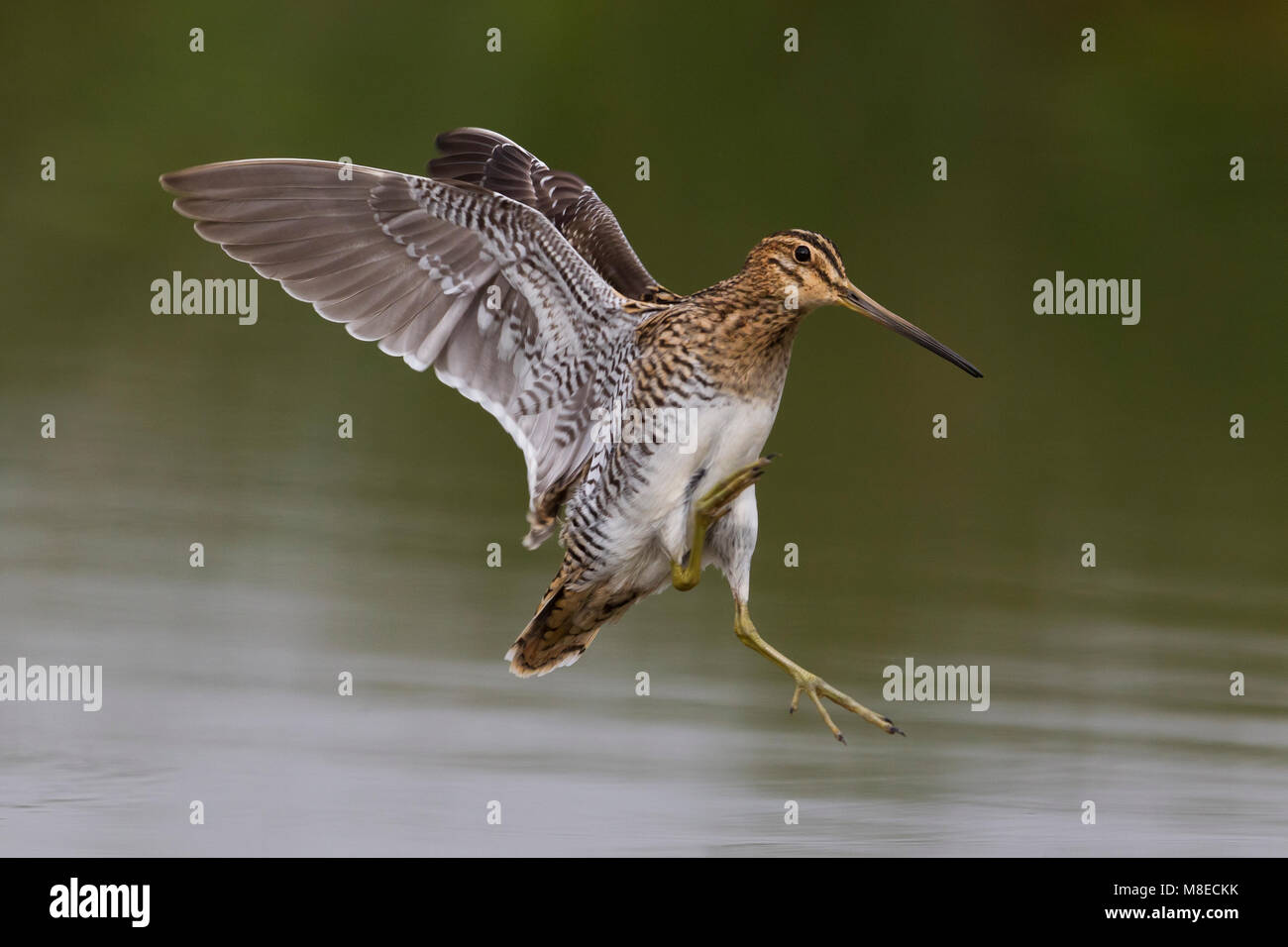 Watersnip in vlucht, Common Snipe in flight Stock Photo - Alamy