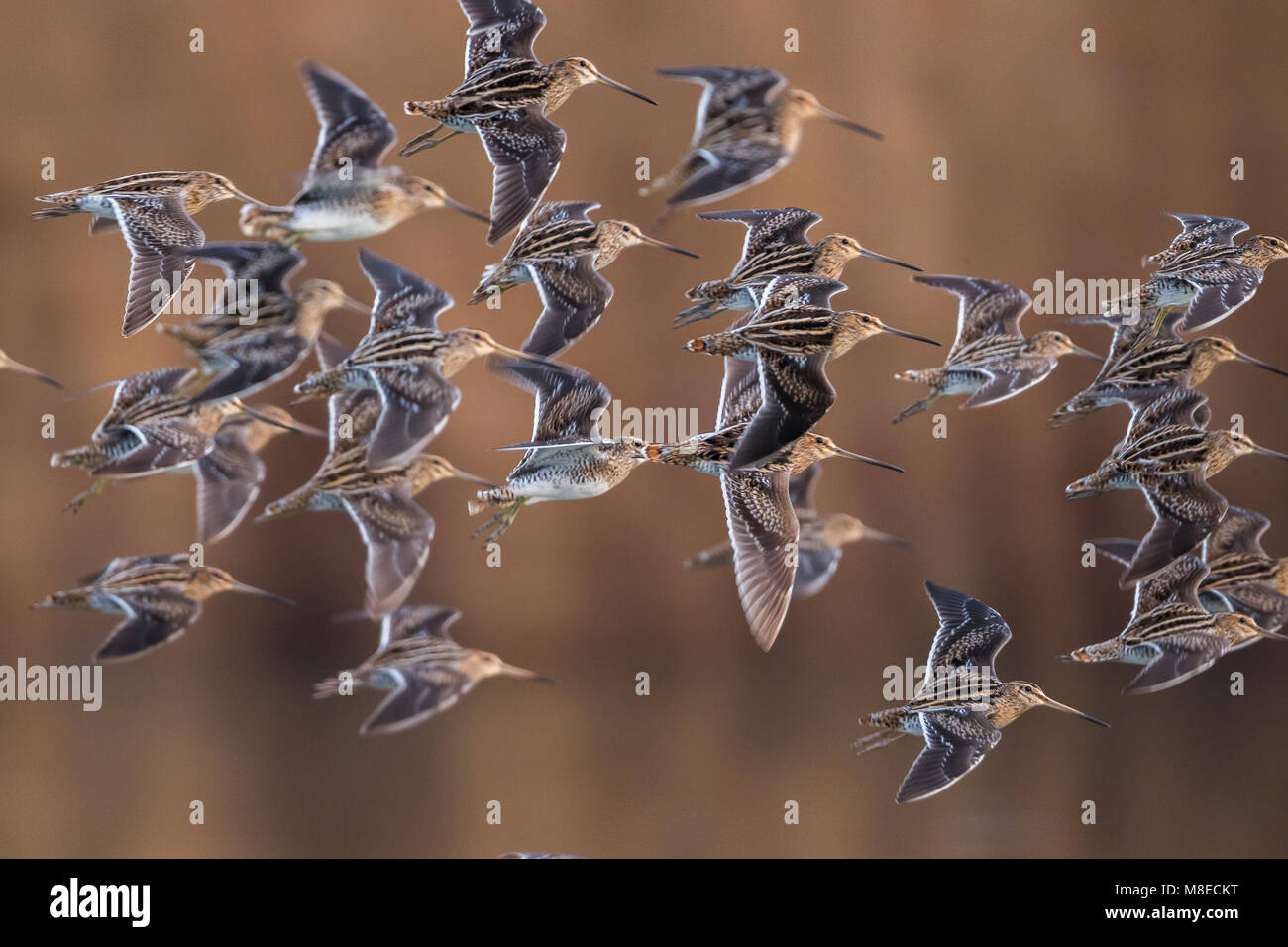 Common snipe flying hi-res stock photography and images - Alamy