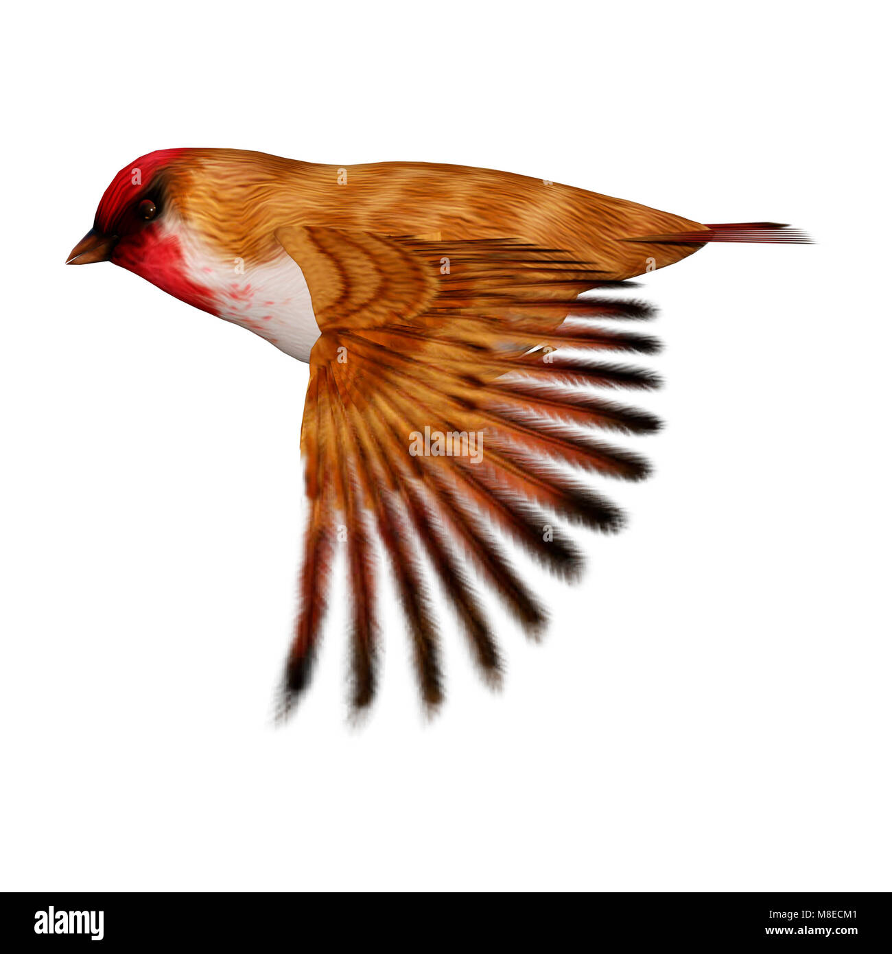 3D rendering of a flying bird scarlet finch isolated on white ...