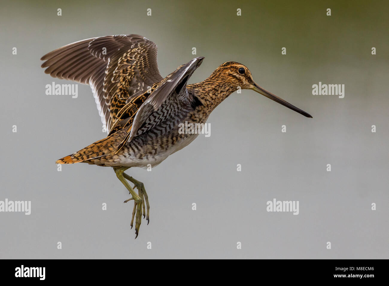 Watersnip in vlucht, Common Snipe in flight Stock Photo - Alamy