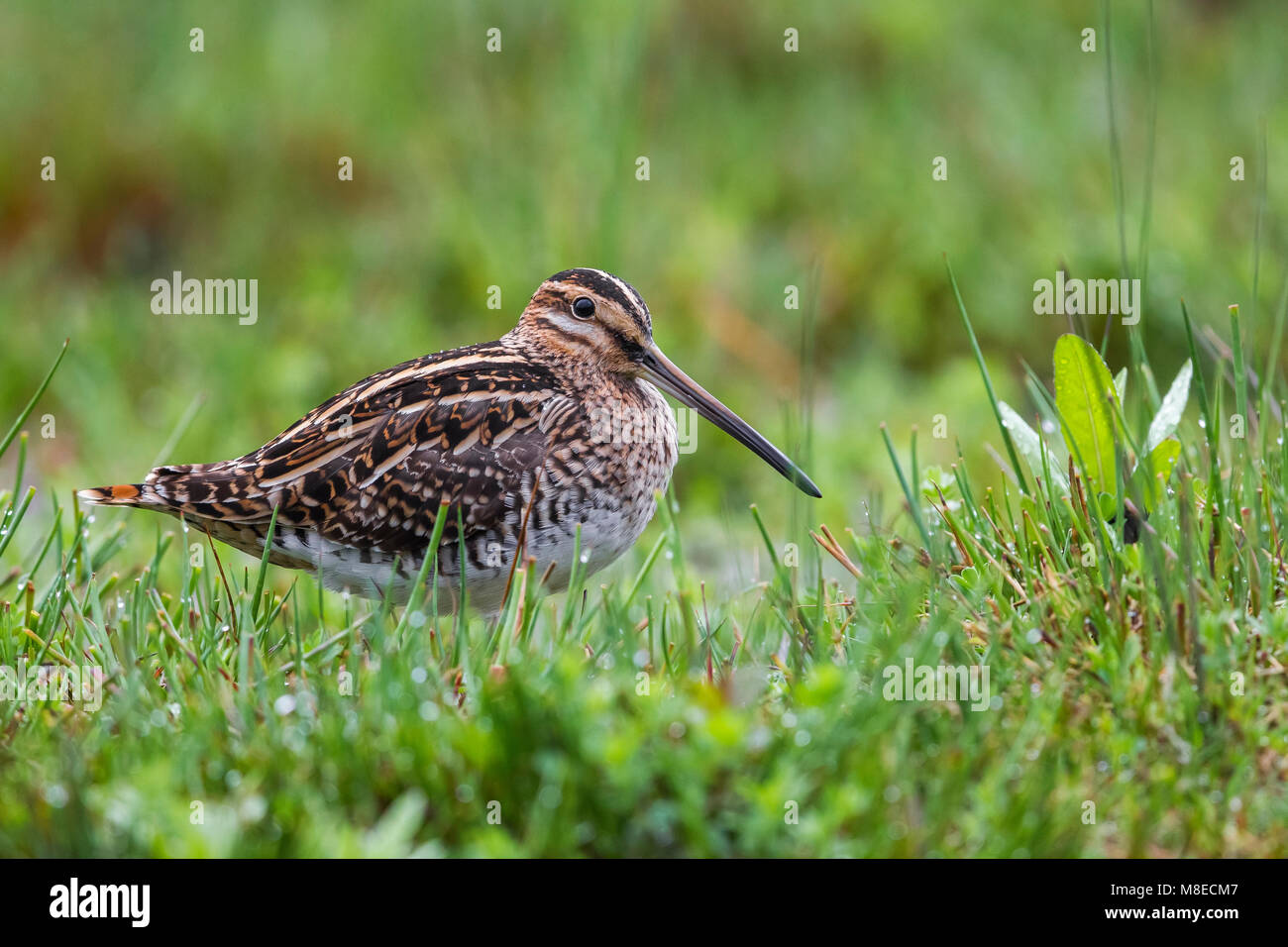 Watersnip; Common Snipe Stock Photo - Alamy