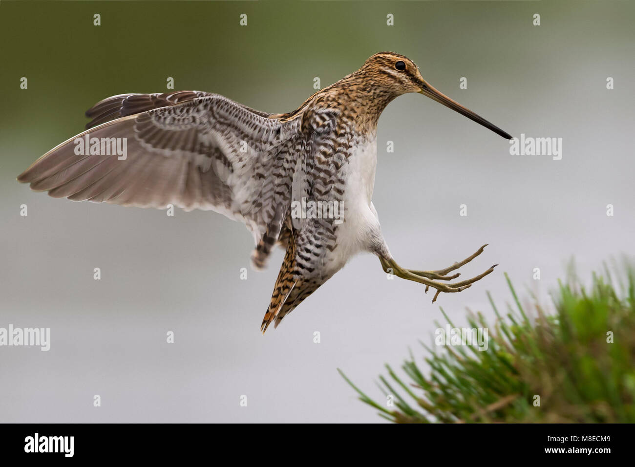 Flying Snipe Common High Resolution Stock Photography and Images - Alamy