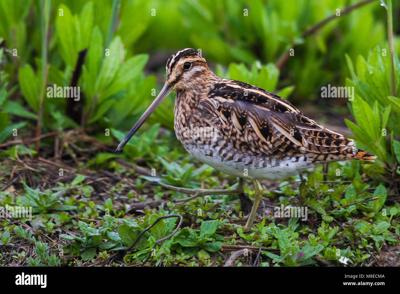 Watersnip; Common Snipe Stock Photo - Alamy