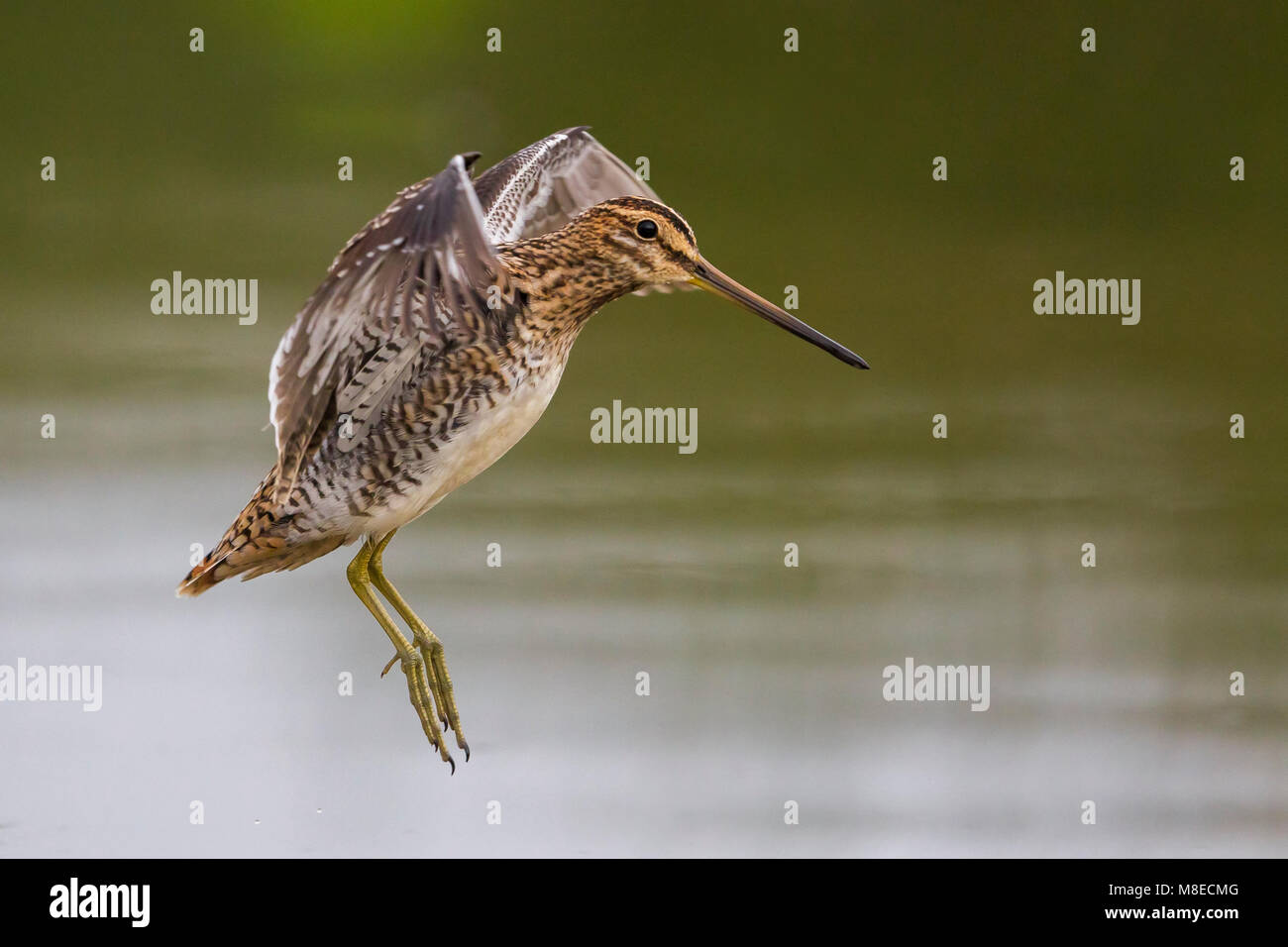 Flying snipe hi-res stock photography and images - Alamy