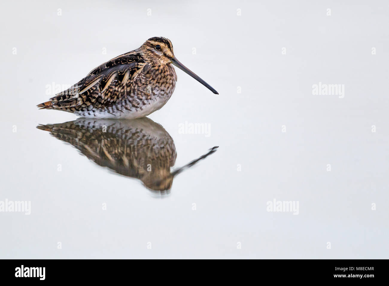Watersnip staand in water; Common Snipe perched in water Stock Photo ...