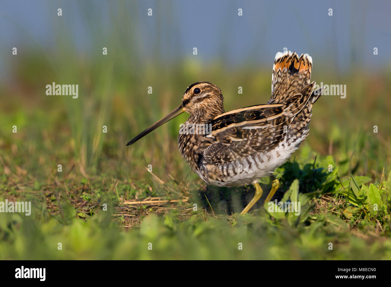 Baltsende Watersnip; Common Snipe displaying Stock Photo - Alamy