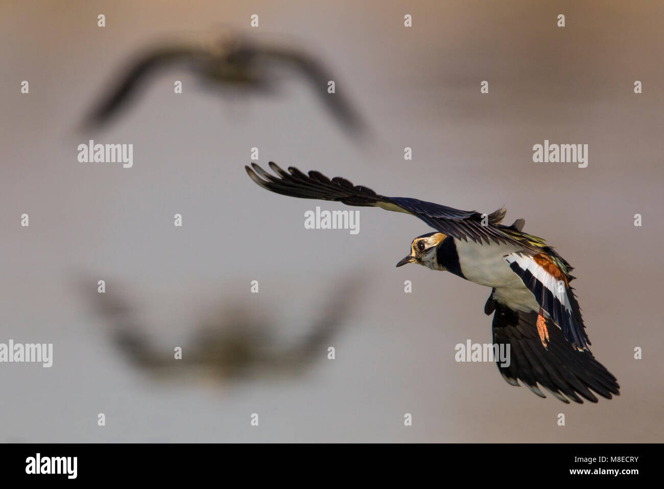 Kievit, Northern Lapwing; Vanellus vanellus Stock Photo - Alamy