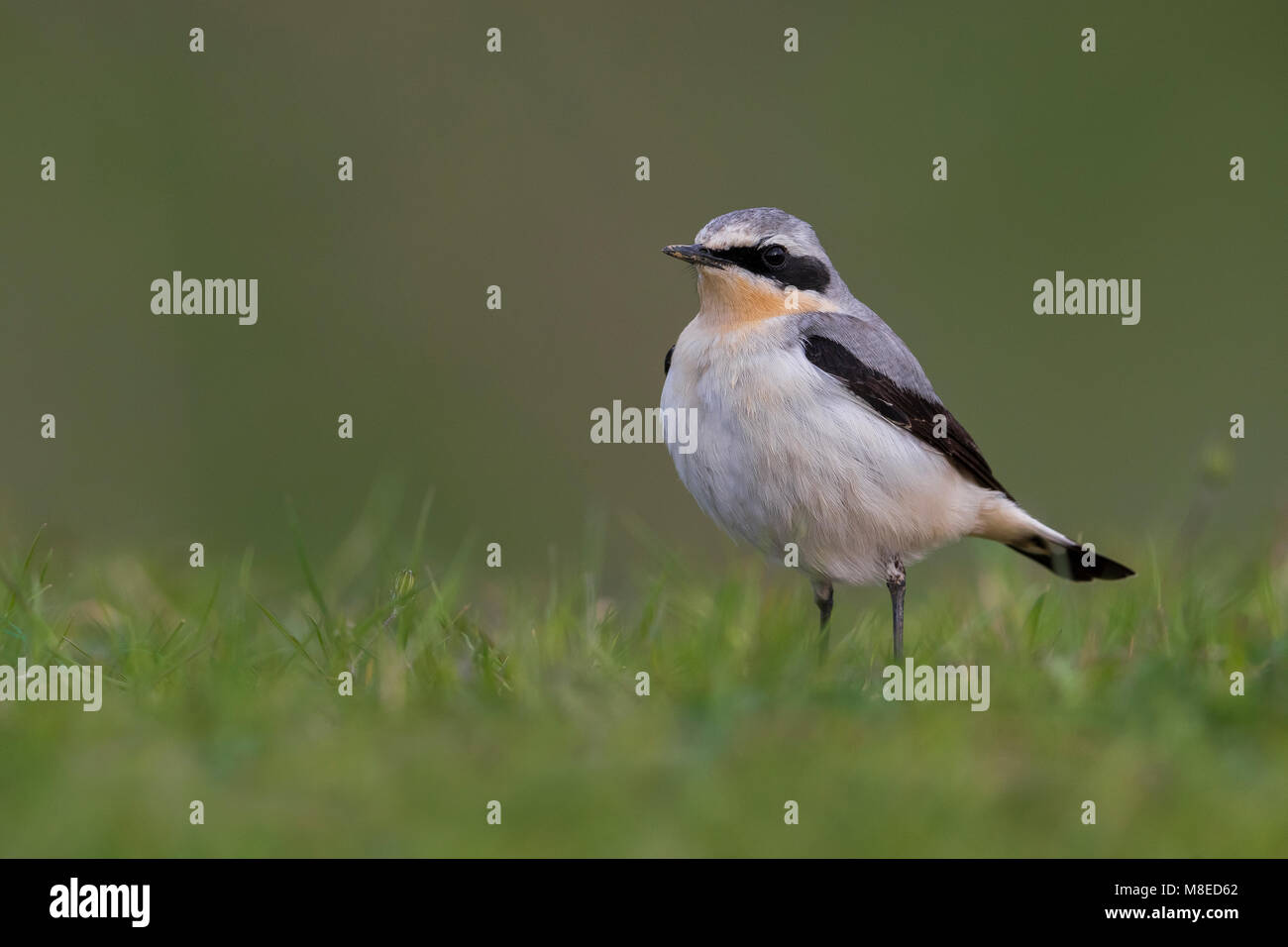 Breeding male northern wheatear hi-res stock photography and images - Alamy