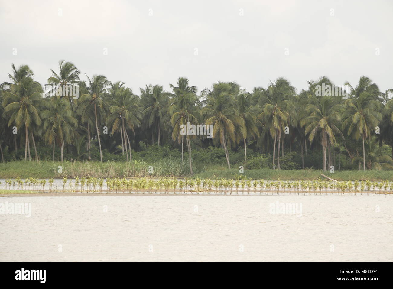 Beautiful environment along the Mono river in Benin Stock Photo - Alamy