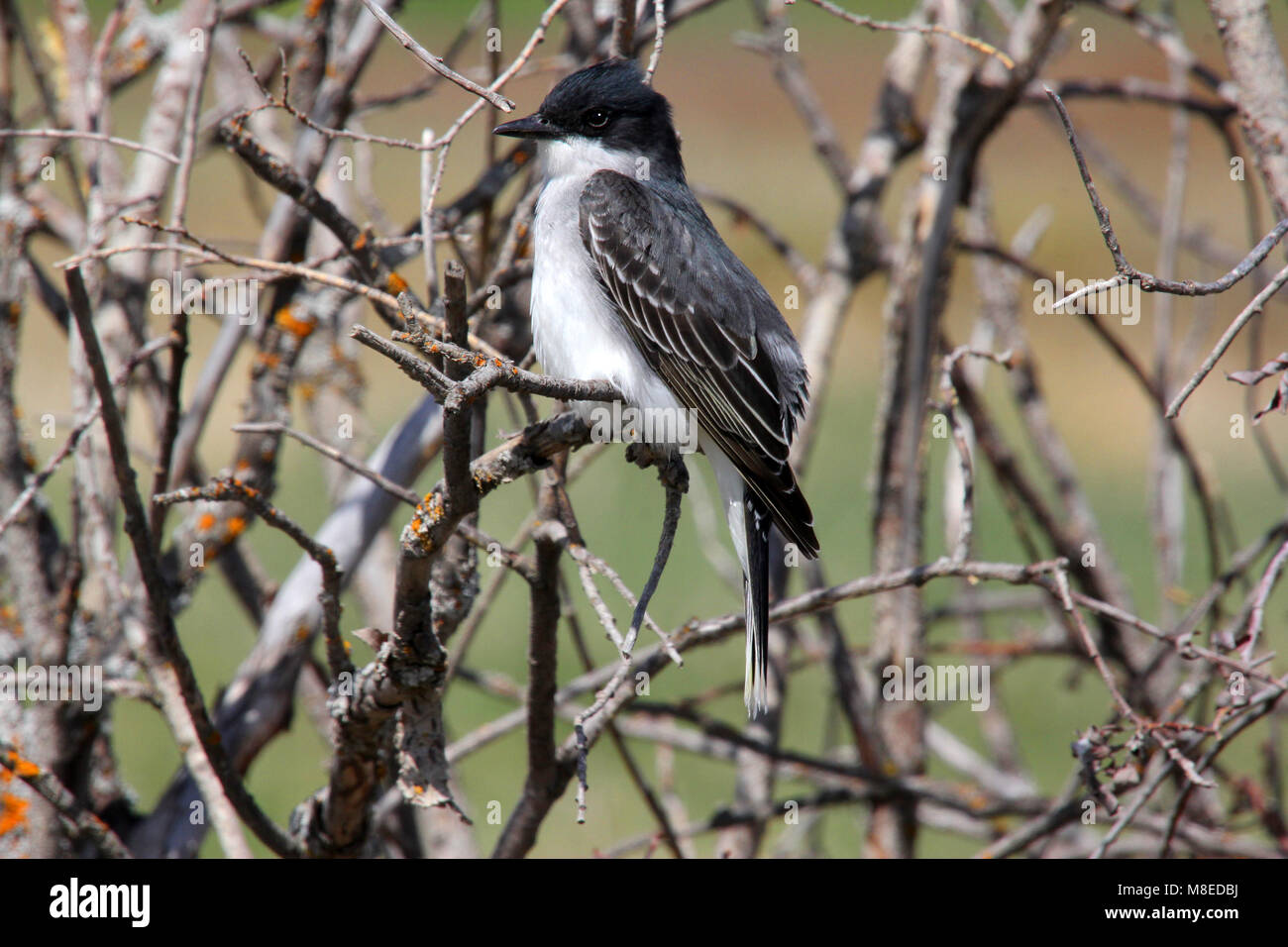 Birds of North America, Eastern kingbird; tyrannus tyrannus.Common and ...