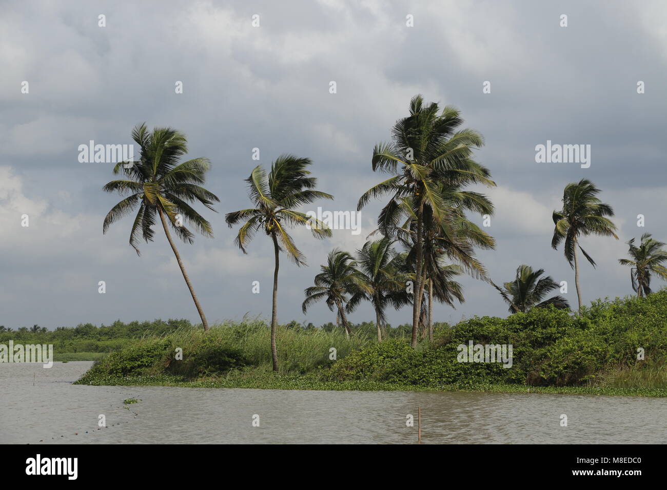 Beautiful environment along the Mono river in Benin Stock Photo - Alamy