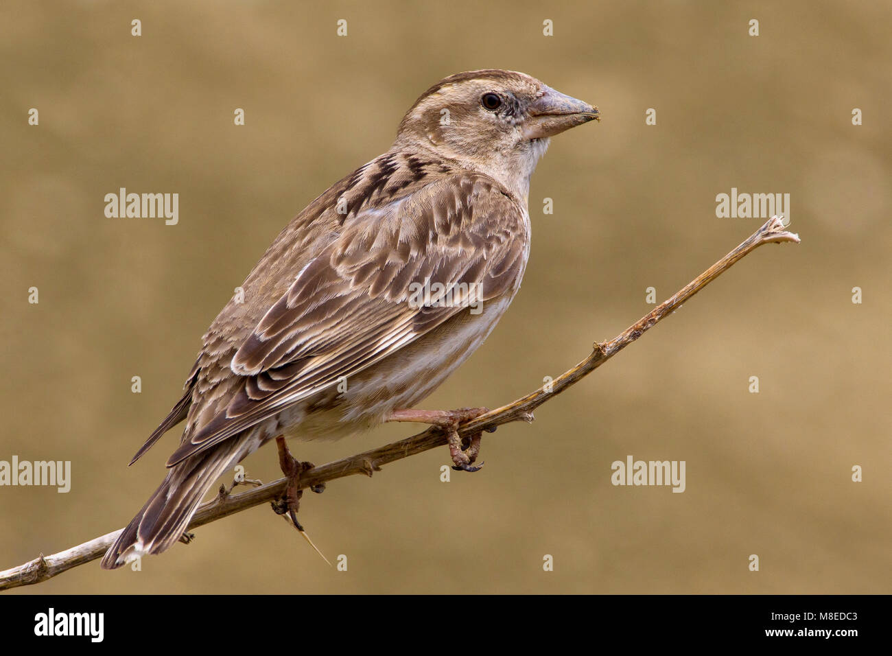 Rotsmus; Rock Sparrow Stock Photo - Alamy