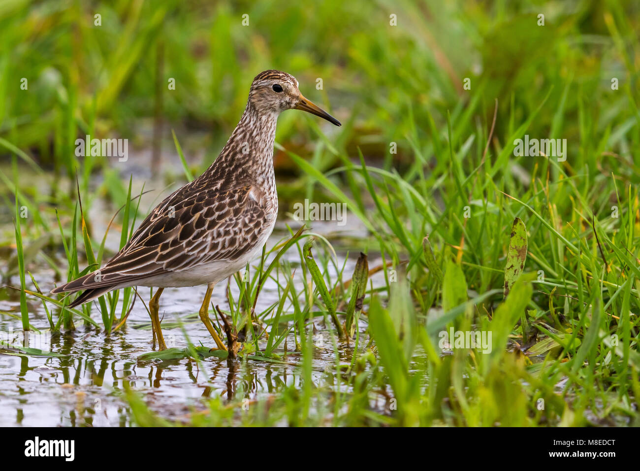 Gestreepte Strandloper staand in moeras; Pectoral Sandpiper perched in ...