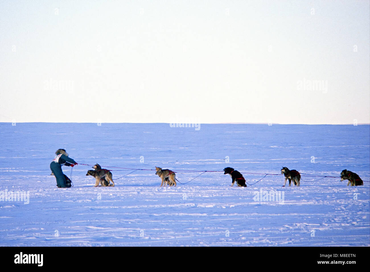 February 26, 2018 - Iditarod musher Dee Dee Jonrowe can't get her dogs ...