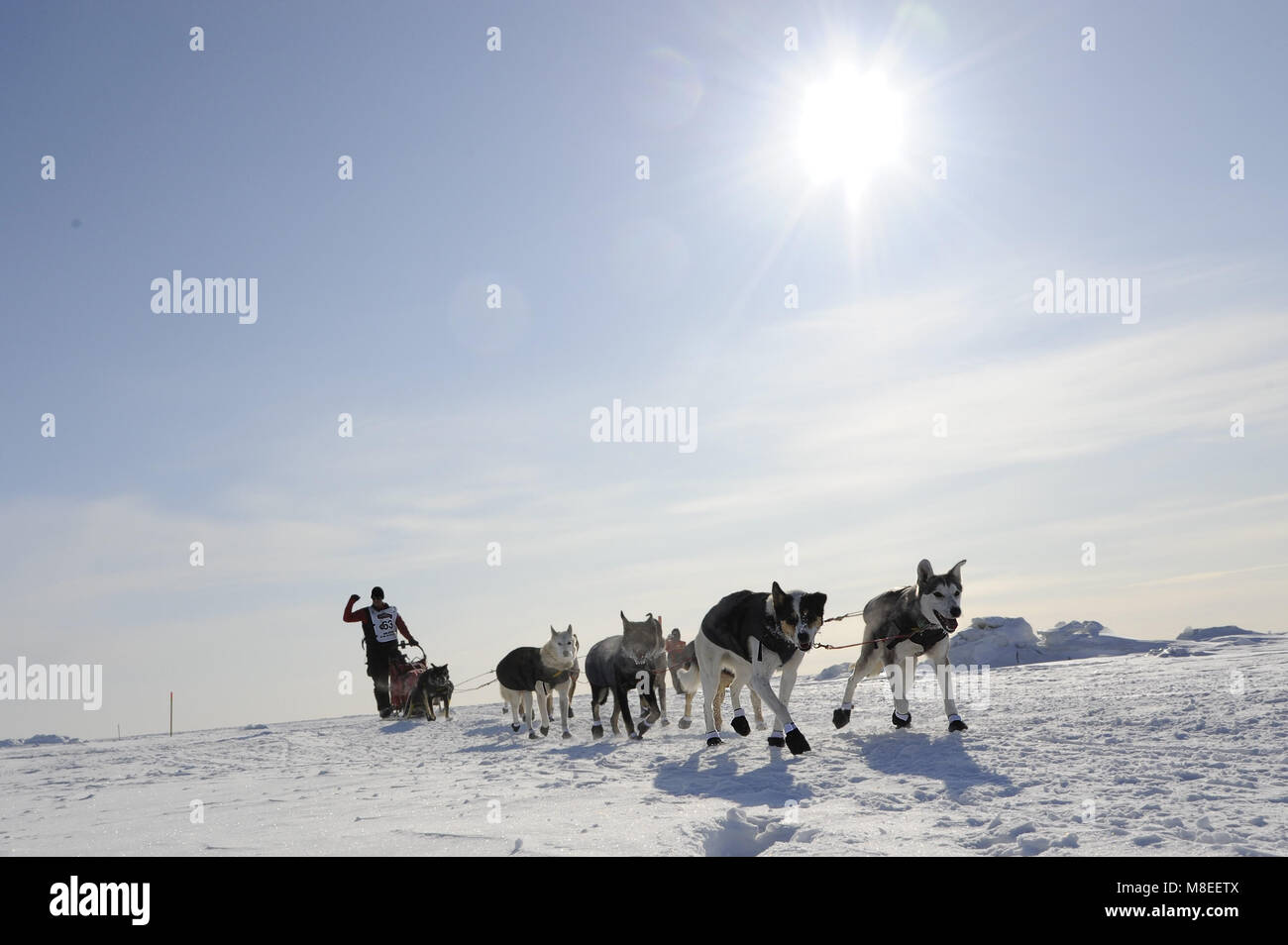 Iditarod 2017 finish line hi-res stock photography and images - Alamy