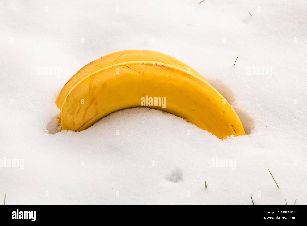 Waiting for spring. Bananas in the snow Stock Photo - Alamy