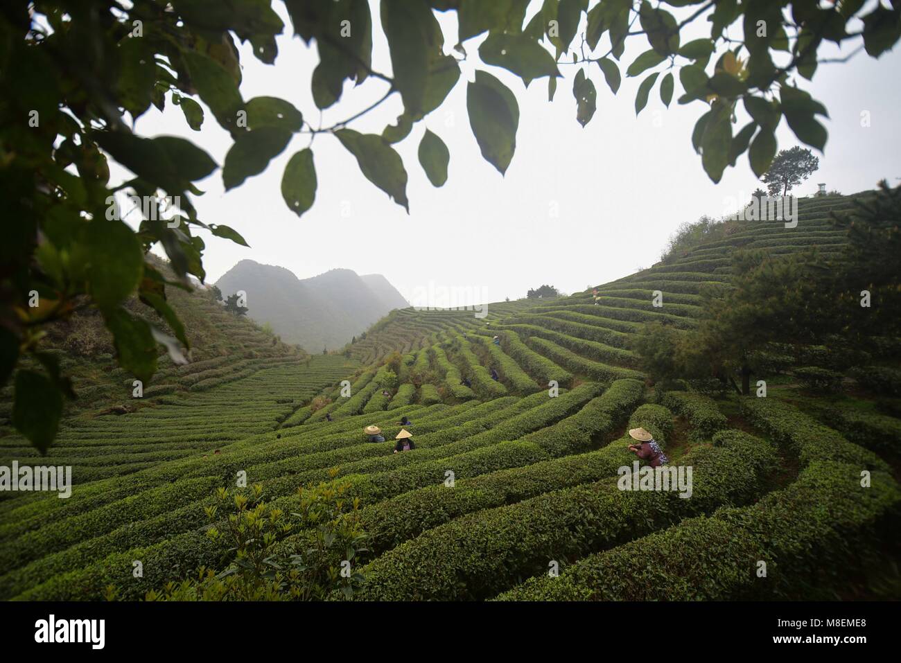 Danzhai, China's Guizhou Province. 17th Mar, 2018. Farmers pick tea ...
