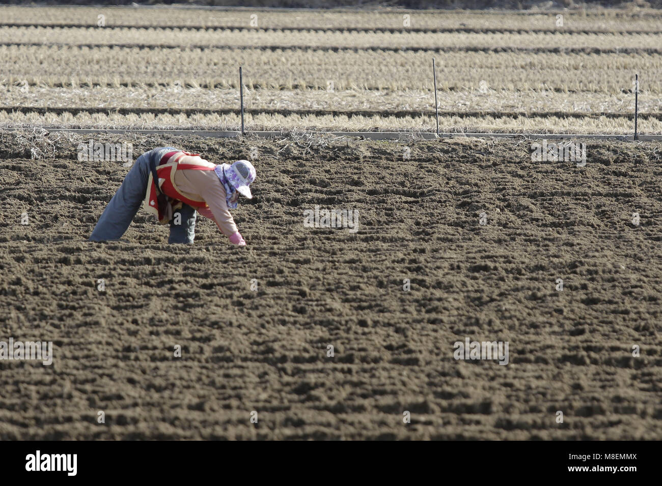 South korea farmers farm agriculture hi-res stock photography and ...