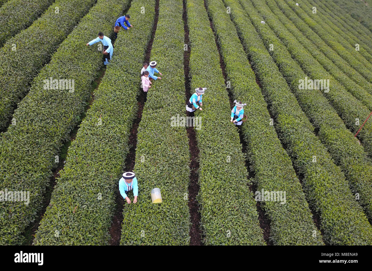 Guiding, China's Guizhou Province. 17th Mar, 2018. Workers pick tea ...