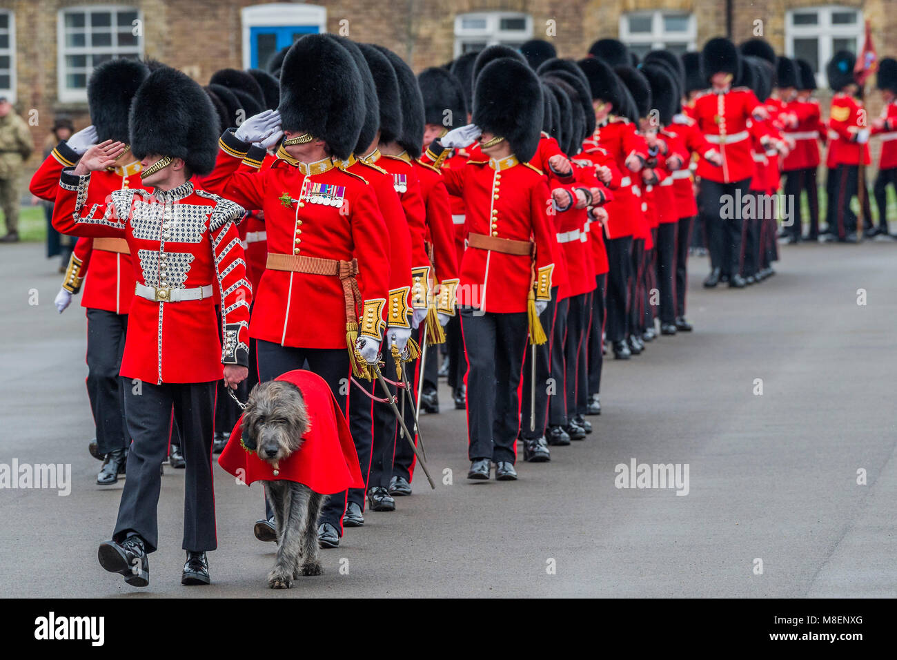 Mascot of the royal irish regiment hi-res stock photography and images ...