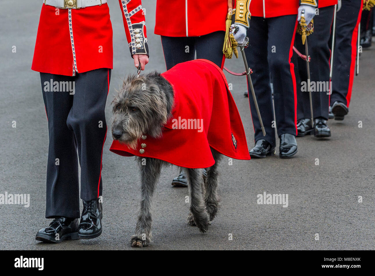 London, UK, 17 Mar 2018. Their mascot, the Irish Wolfhound Domhnal ...