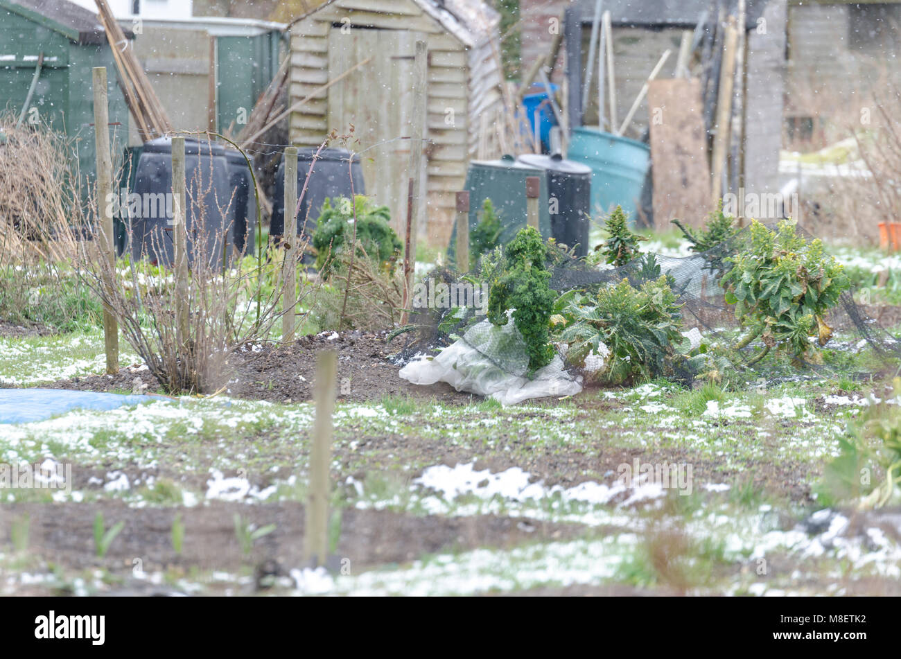 Light dusting of winter snow on an allotment in South Cambridgeshire ...